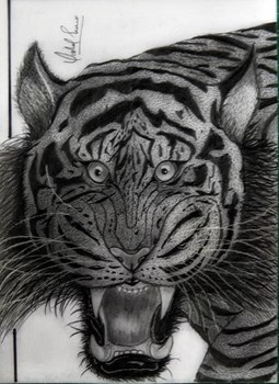 Angry Tiger Drawing Angry Tiger Face With Splash Acrylic Art Banksy